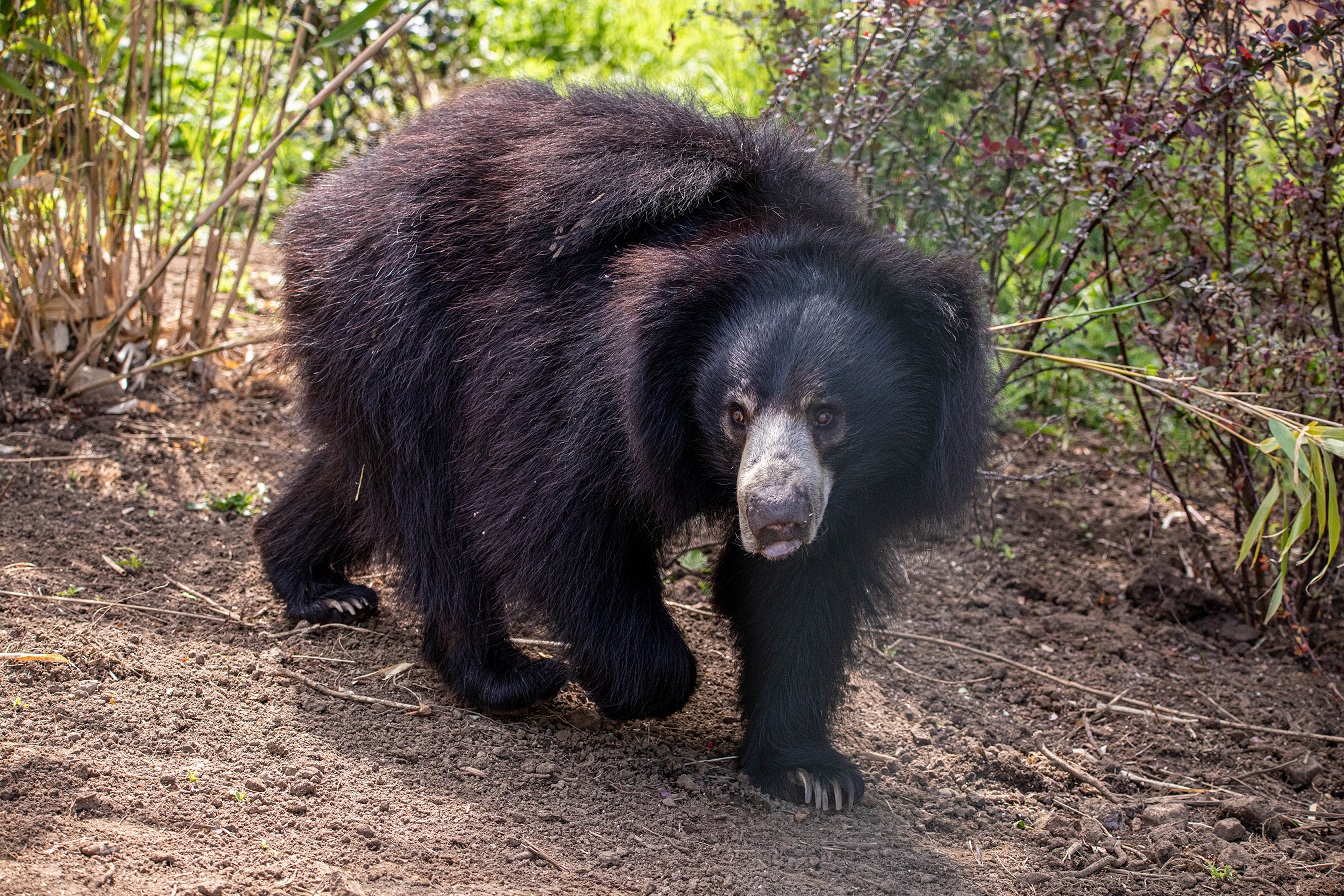 Sloth bears fact file: Bears